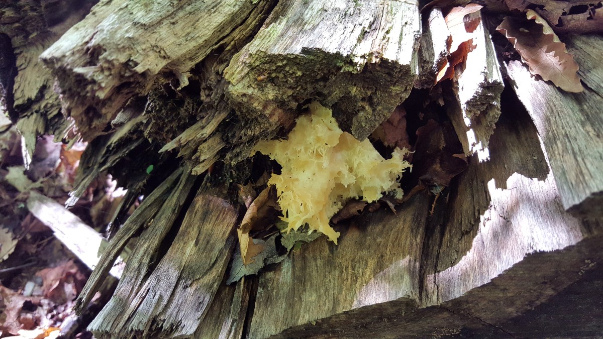 The Old Pine – Change+Management